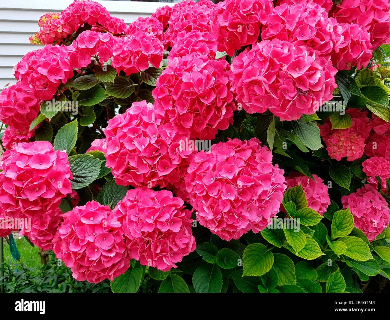 Pink hydrangeas in front of the window Stock Photo - Alamy