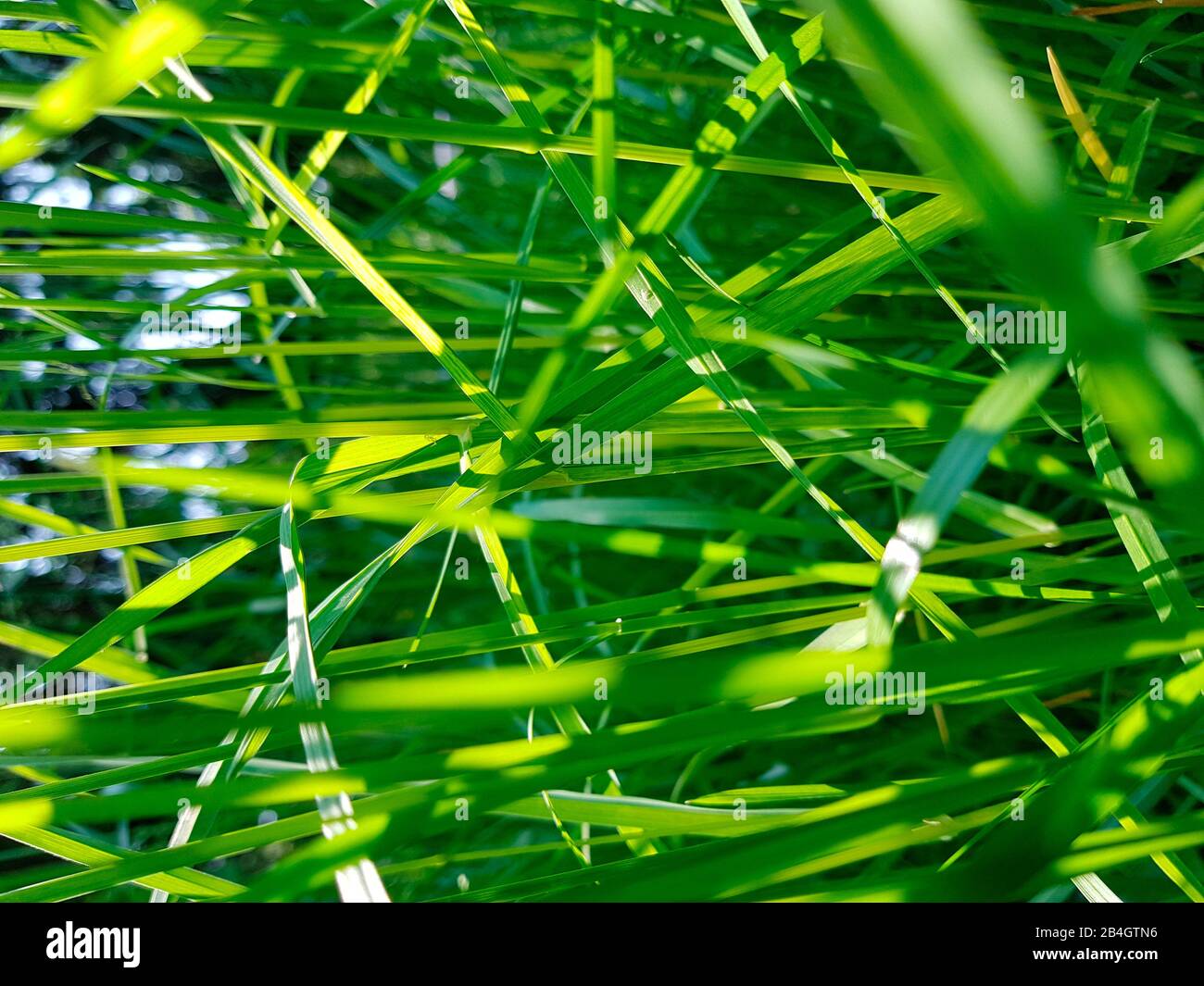 Close up grasses hi-res stock photography and images - Alamy