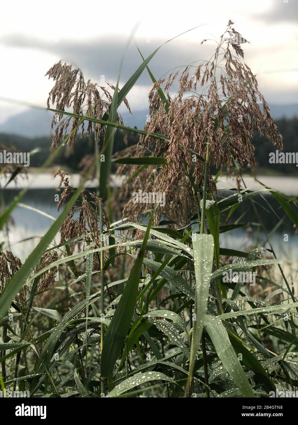 Wet reeds hi-res stock photography and images - Alamy