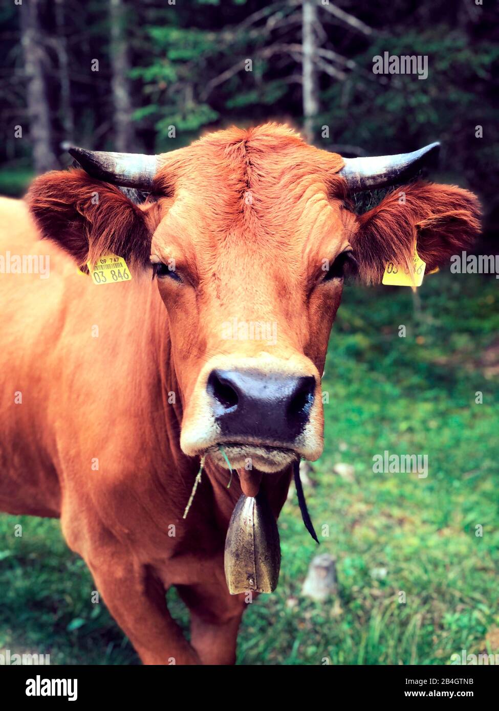 Grim determination hi-res stock photography and images - Alamy