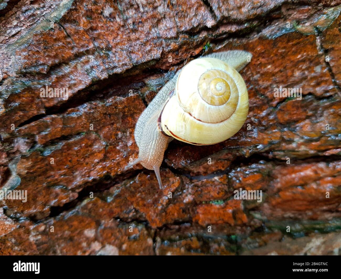 Snail on log hi-res stock photography and images - Alamy