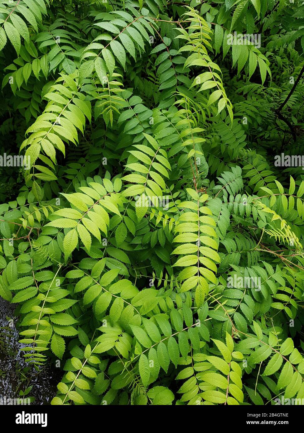 Is a shrub hi-res stock photography and images - Alamy
