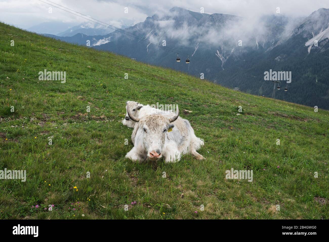 Yak, Plan de Corones, Dolomites, South Tyrol, Italy, Europe Stock Photo ...