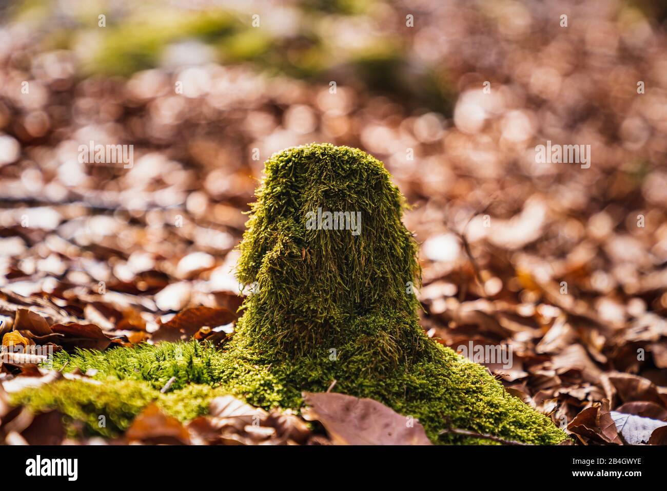 Foliage forest hi-res stock photography and images - Alamy
