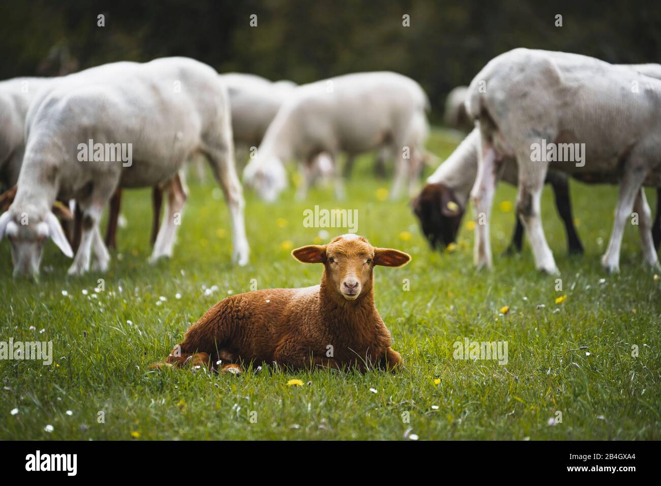 Brown lamb hi-res stock photography and images - Alamy