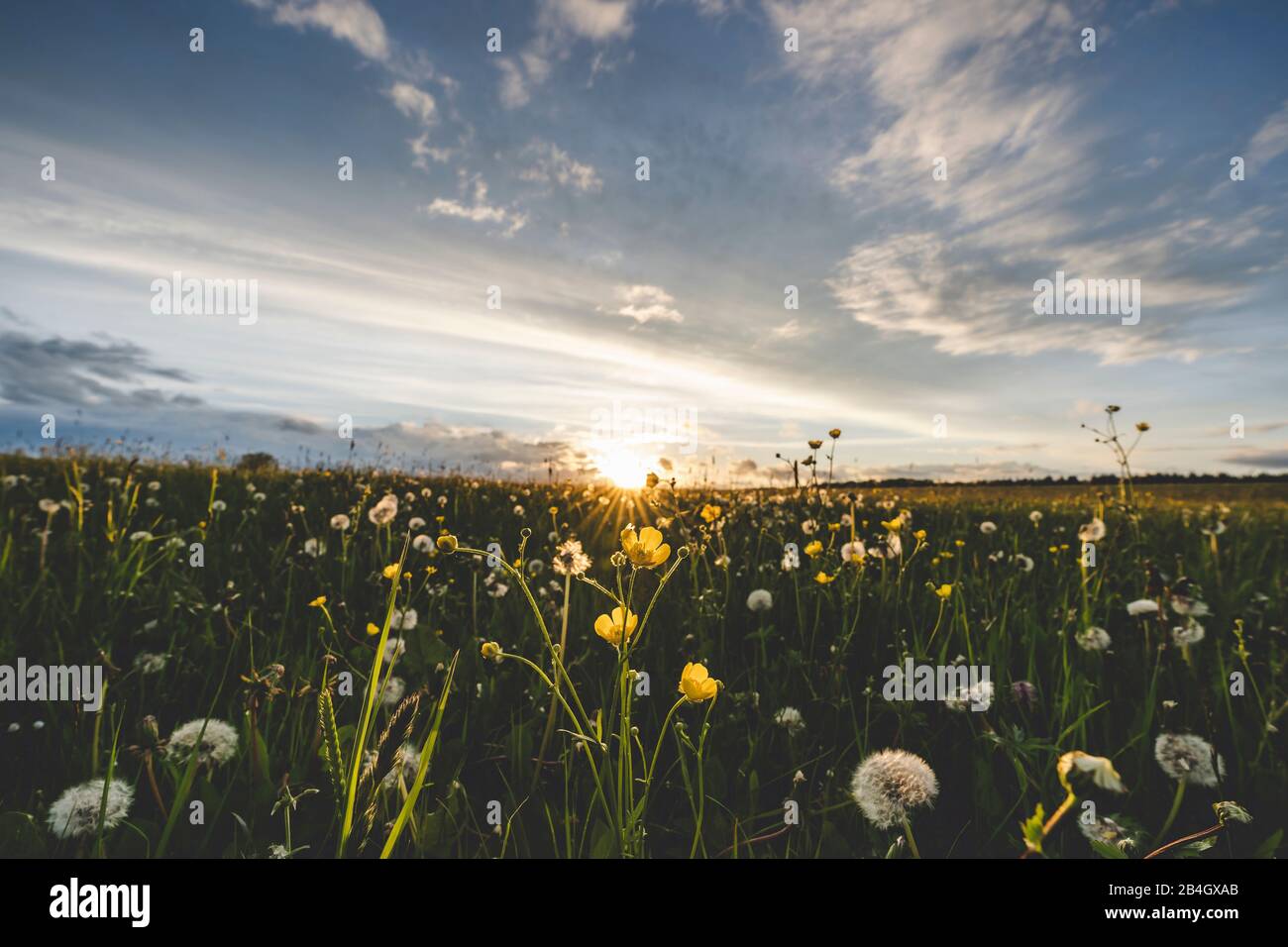 Flower field, wildflowers, sunset, nature Stock Photo - Alamy