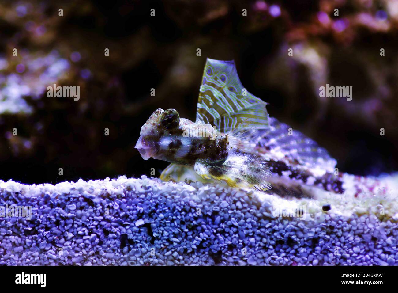 Scooter Blenny
