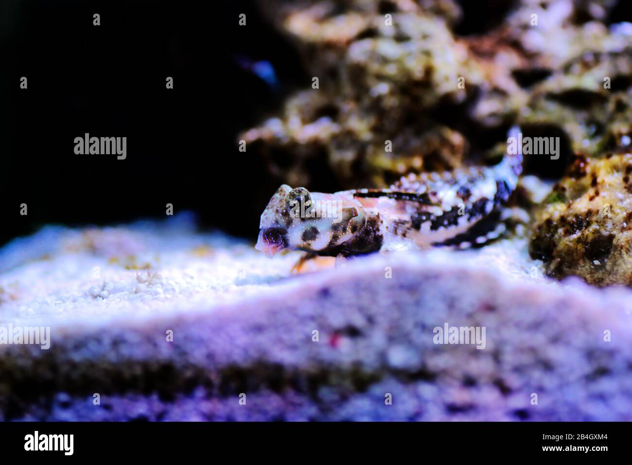 Synchiropus stellatus hi-res stock photography and images - Alamy