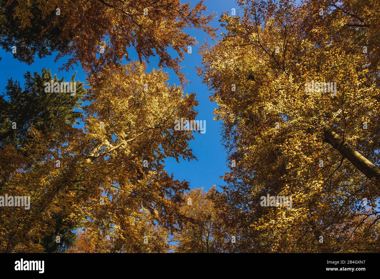 Colorful treetops hi-res stock photography and images - Alamy