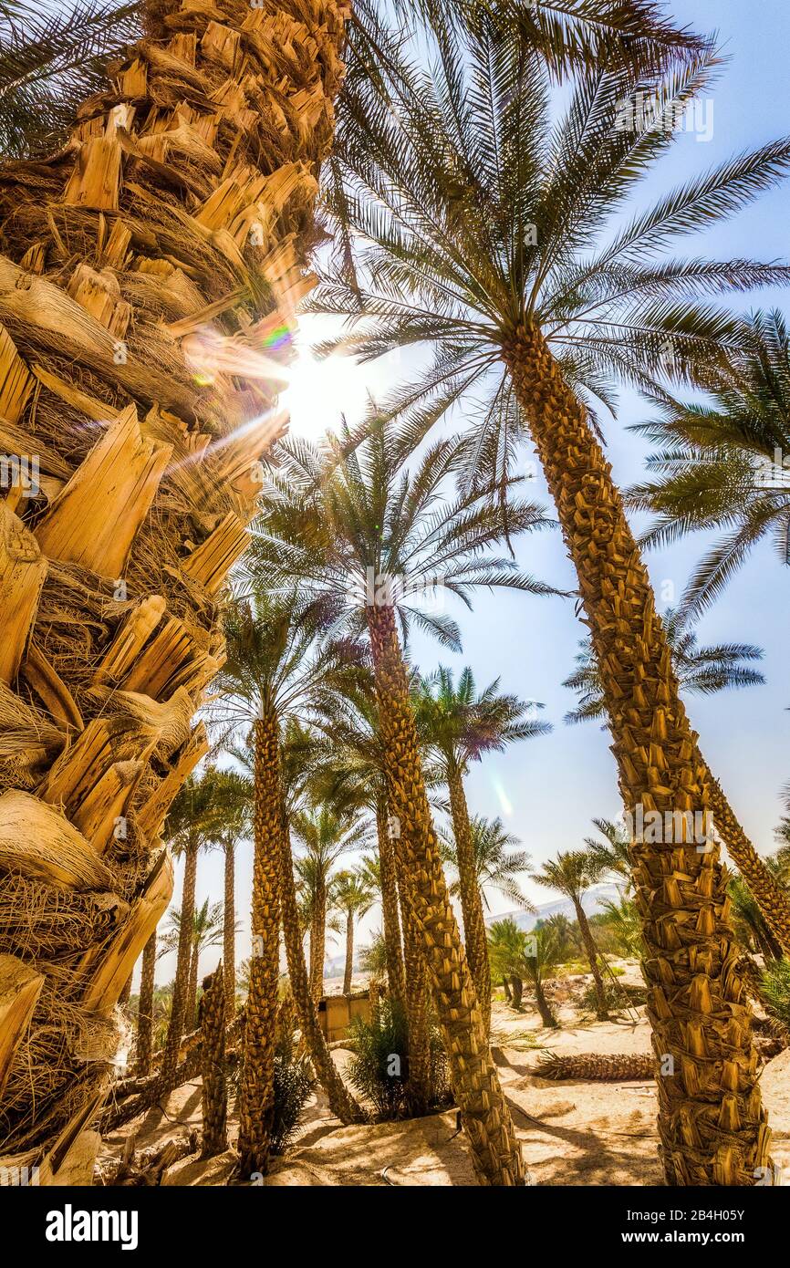 Palm Oasis Saudi High Resolution Stock Photography and Images - Alamy