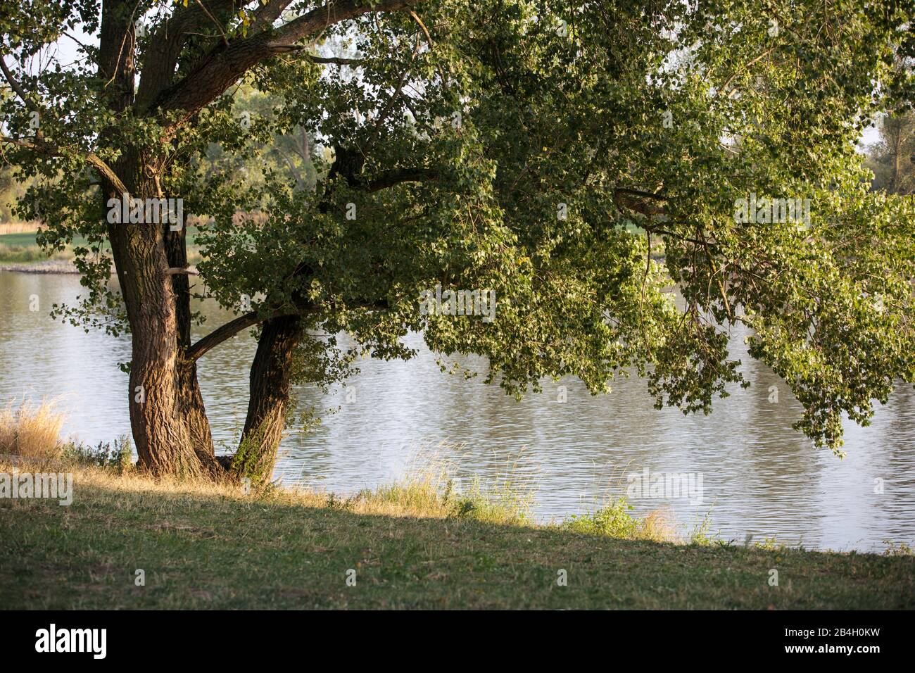 Tree on riverbank hi-res stock photography and images - Alamy