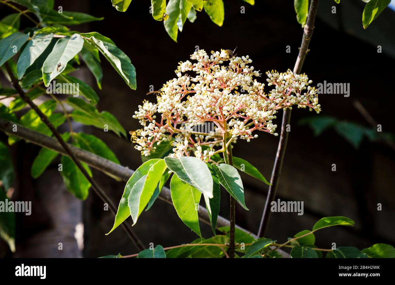 Bee tree hi-res stock photography and images - Alamy
