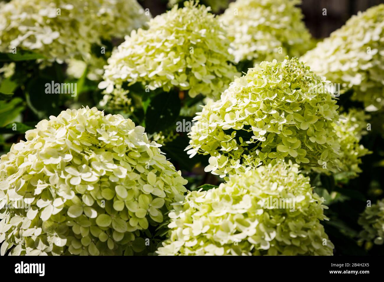 With panicles hi-res stock photography and images - Alamy