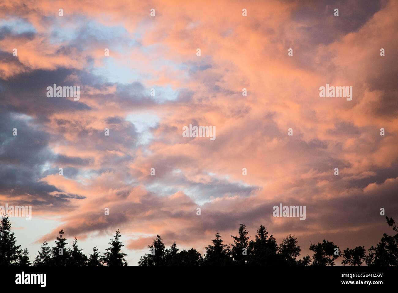 Evening sky with pink clouds Stock Photo - Alamy