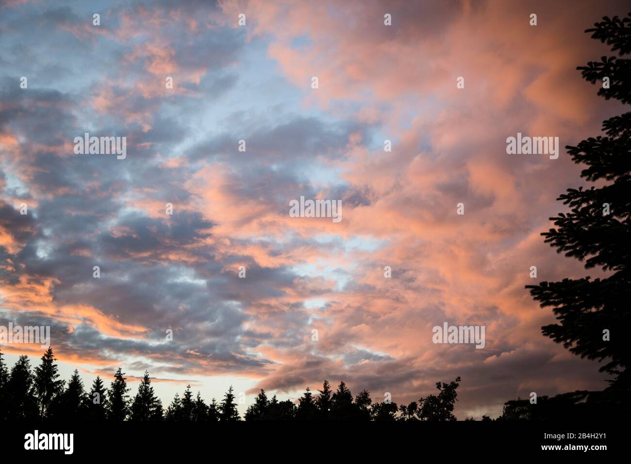 Evening sky with pink clouds Stock Photo - Alamy