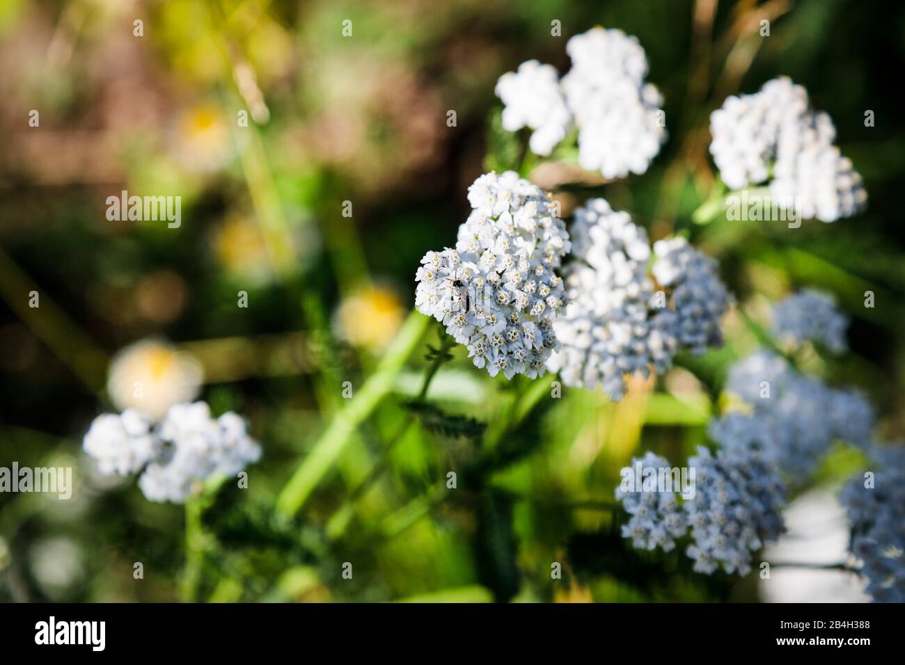 Yarrow close up hi-res stock photography and images - Alamy