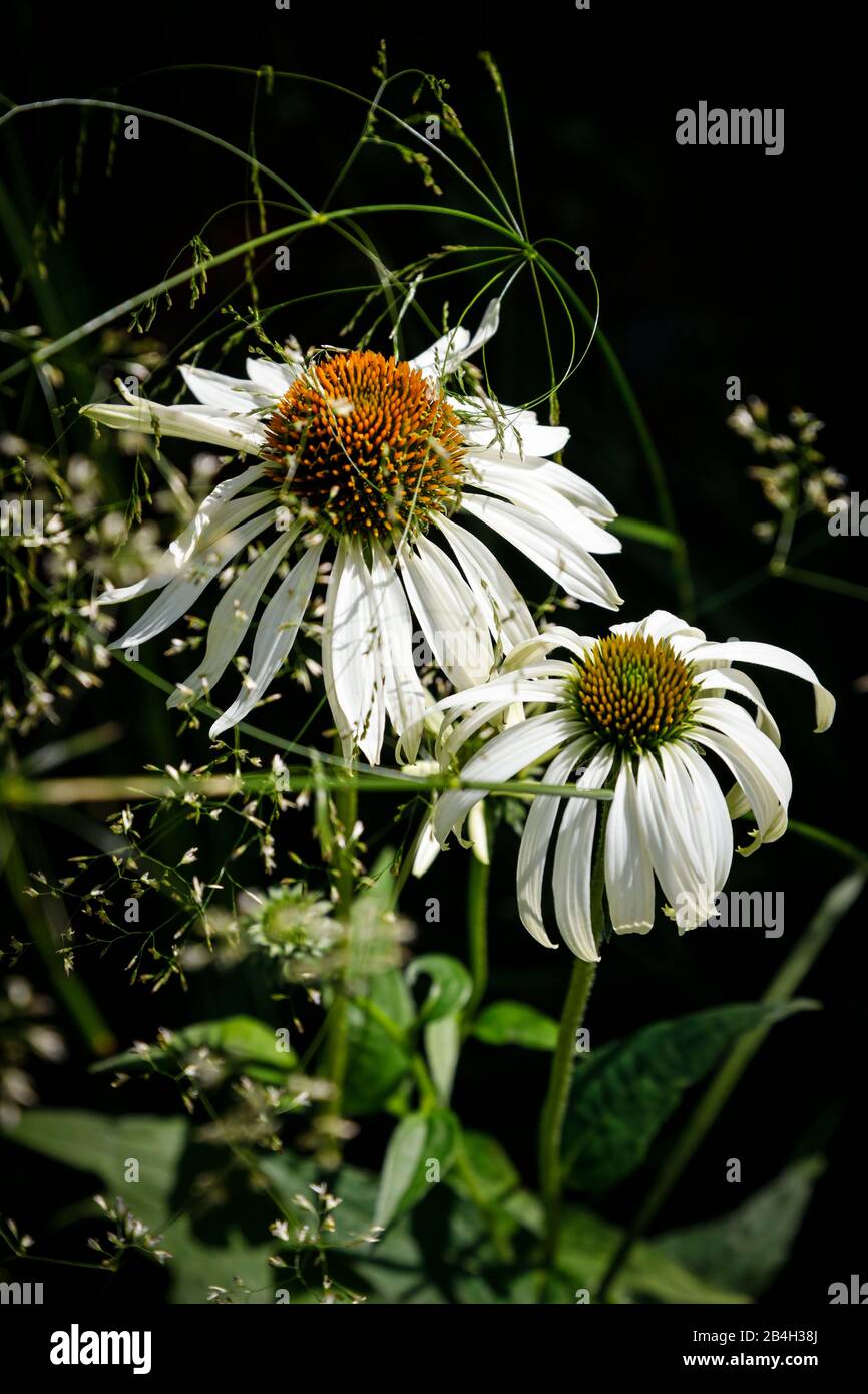 Coneflower close up hi-res stock photography and images - Alamy