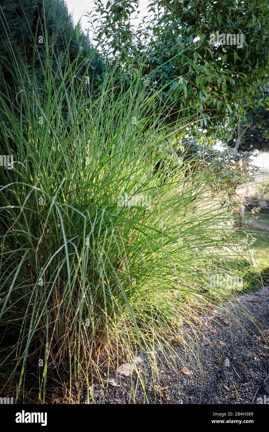 High grasses in the bed of a garden Stock Photo - Alamy