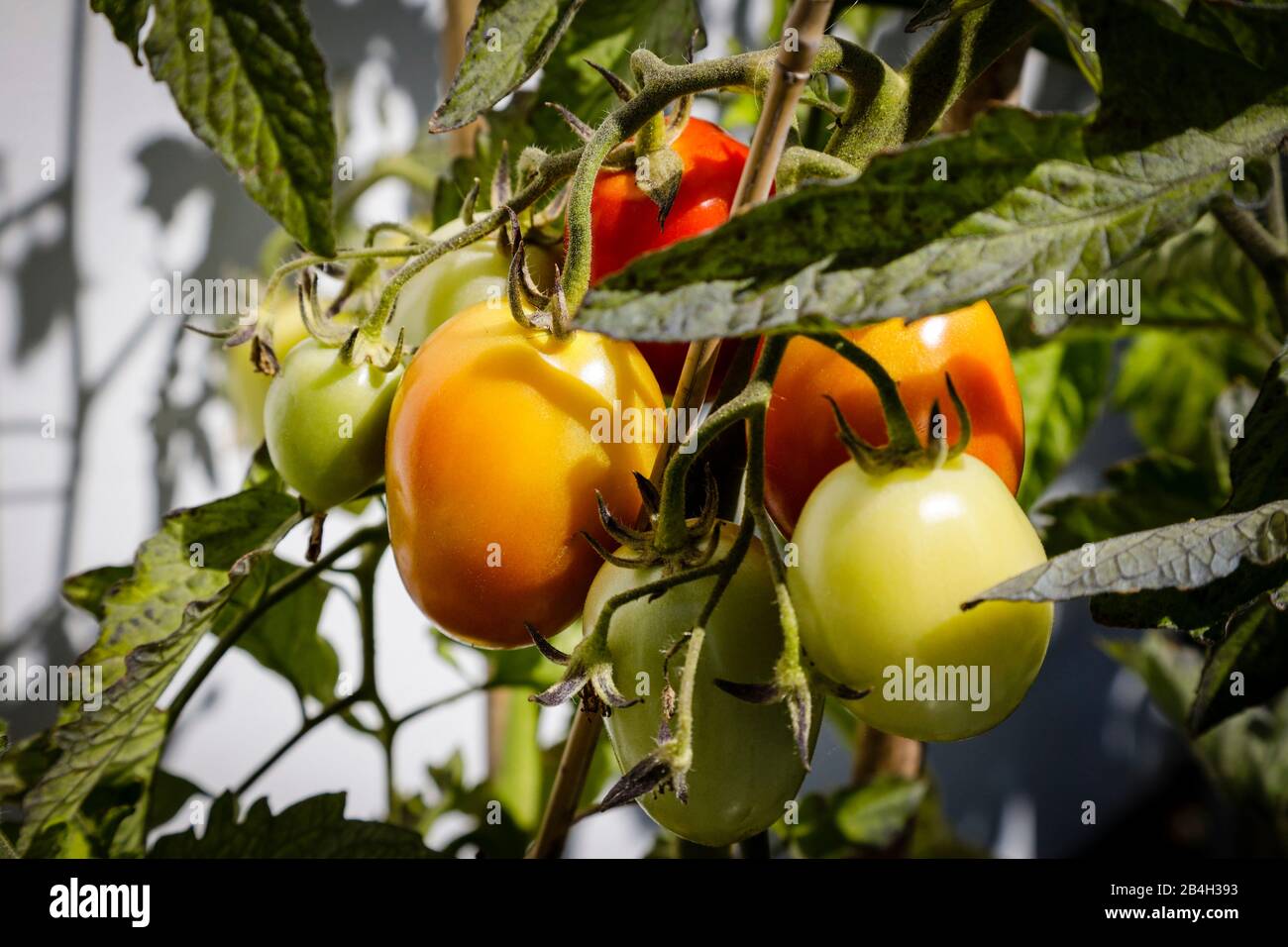 Close up of a tomato bush with different ripe tomatoes hi-res stock ...