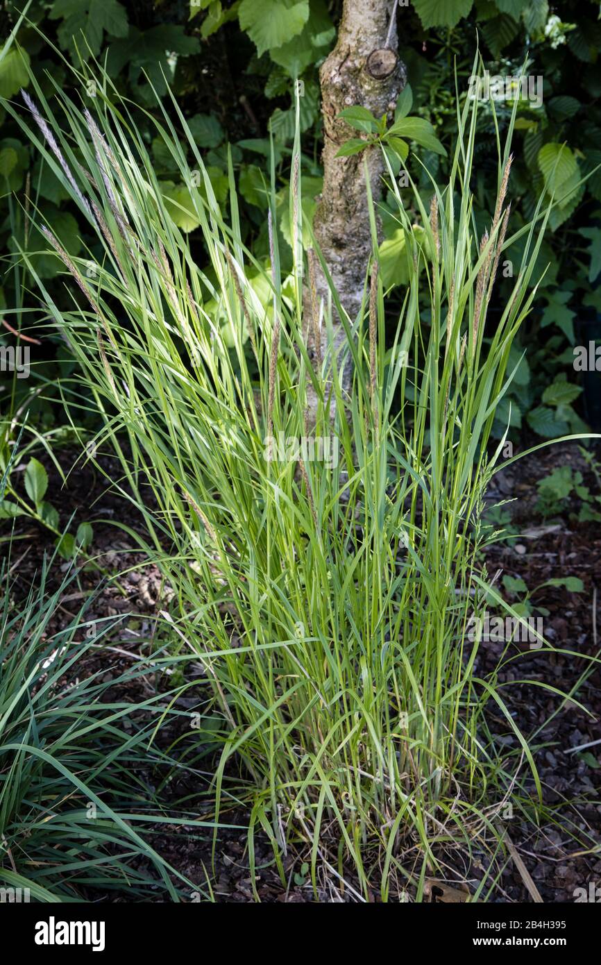 Pearl Grasses High Resolution Stock Photography and Images - Alamy