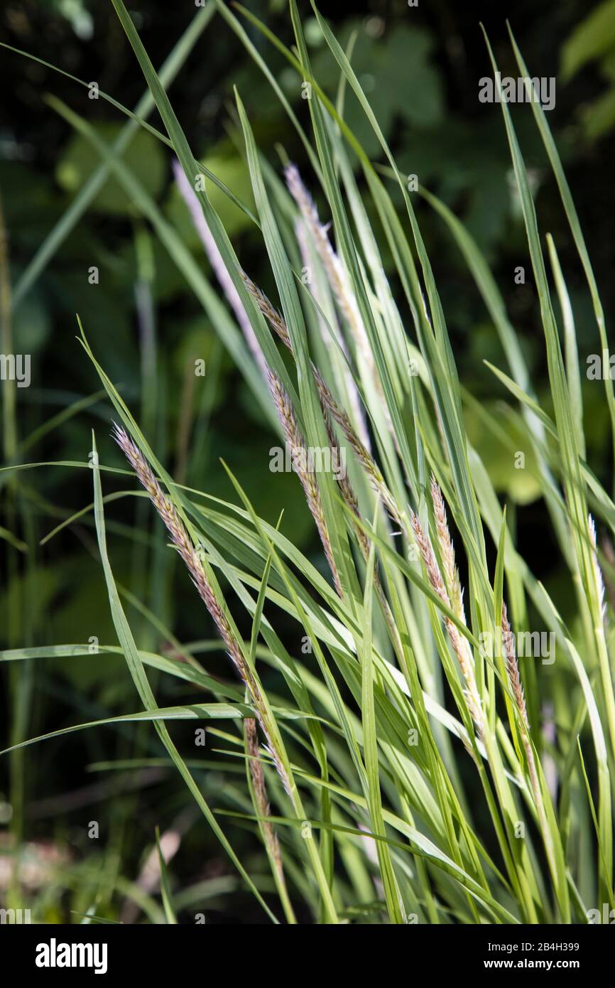 Eyelash Pearl Grass, close-up Stock Photo - Alamy