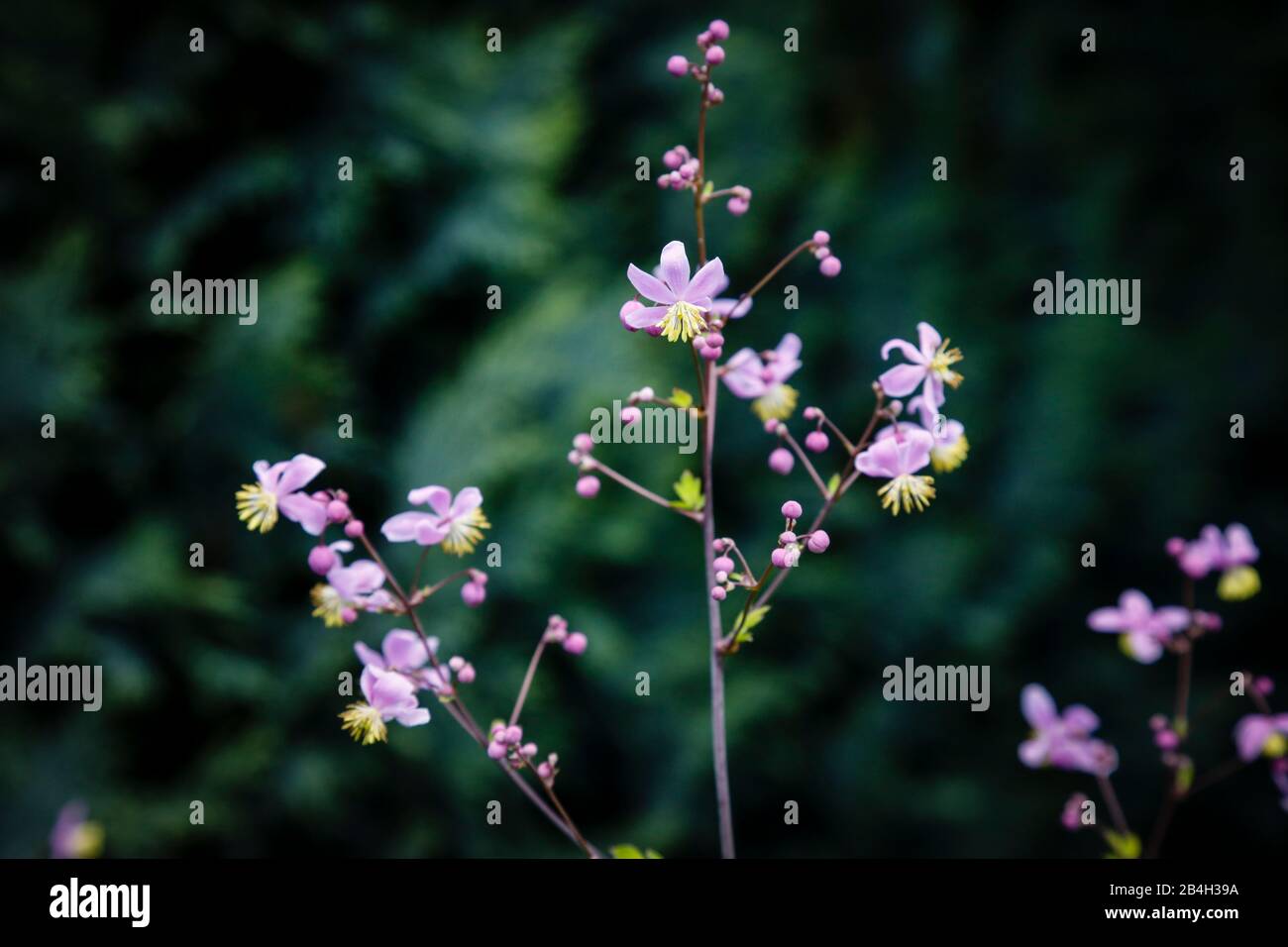 Rhombus purple flowers hi-res stock photography and images - Alamy