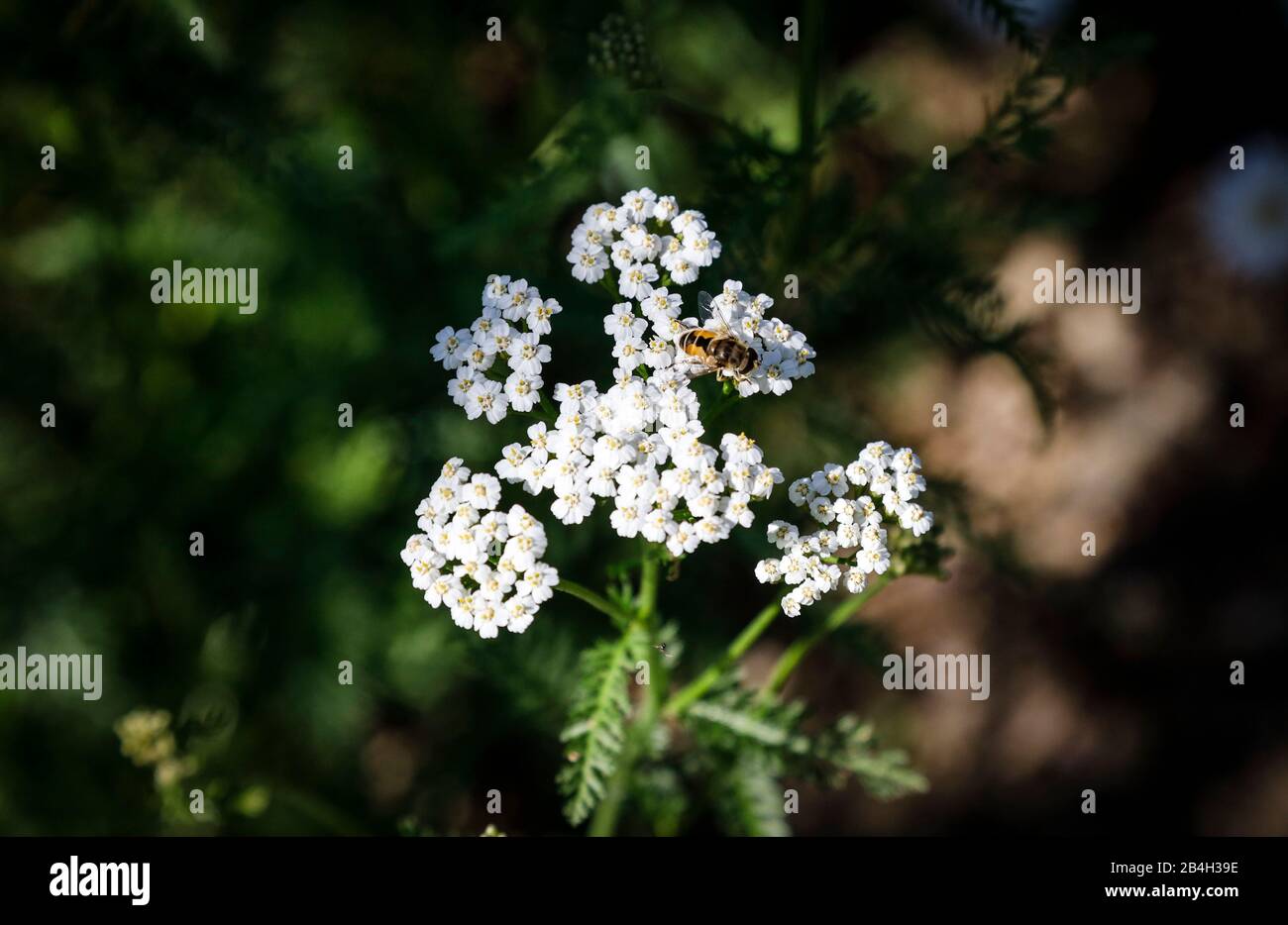 Yarrow close up hi-res stock photography and images - Alamy