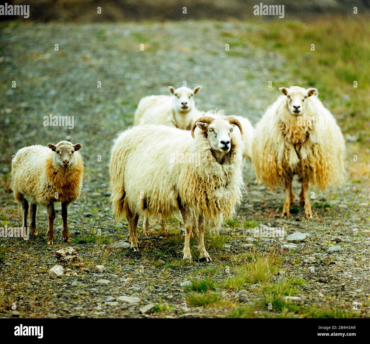 Icelandic sheep hi-res stock photography and images - Alamy