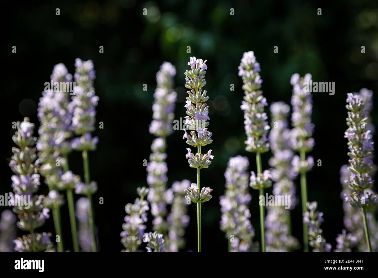 Close up lavender flowers hi-res stock photography and images - Alamy