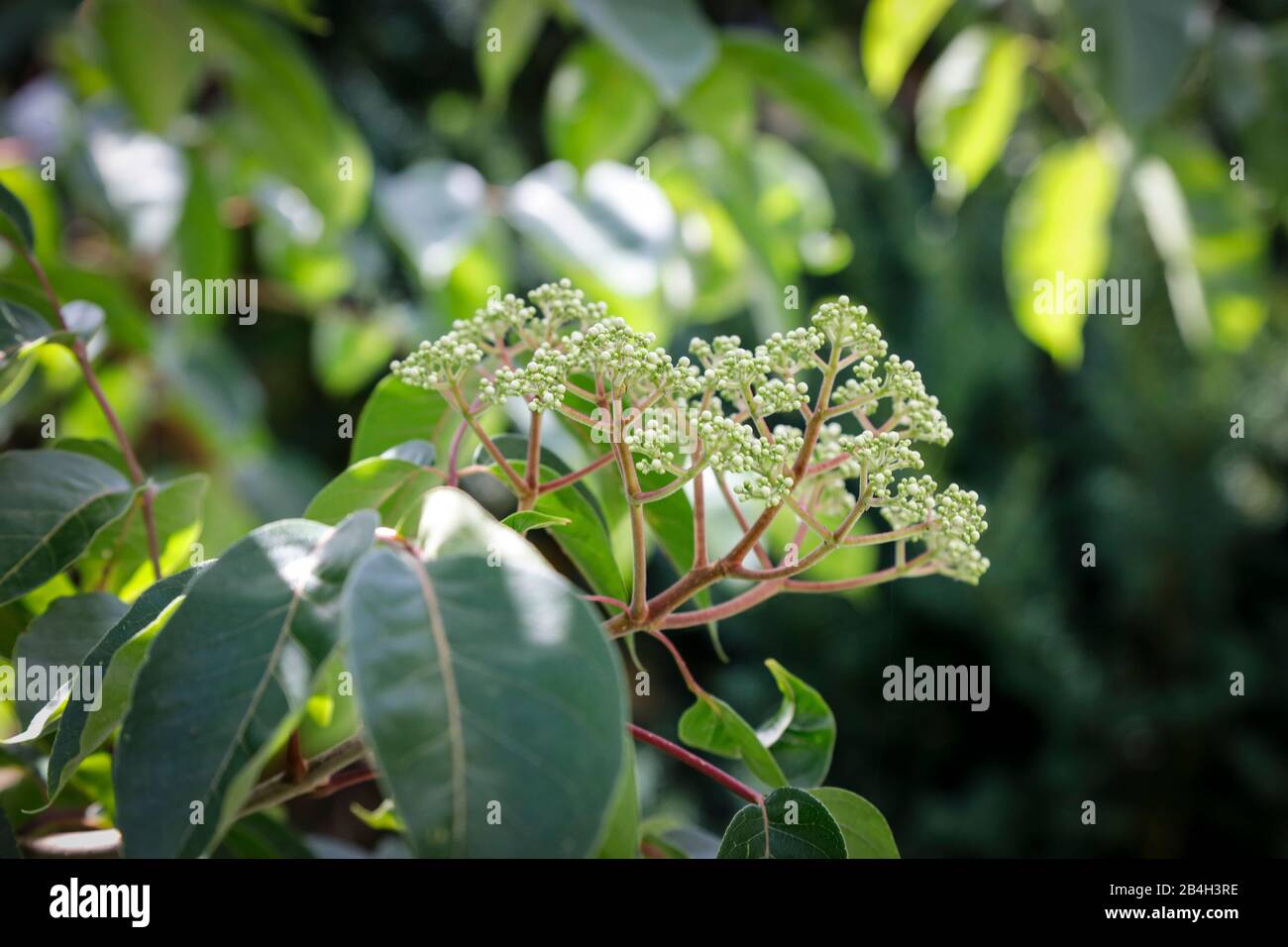Bee fruit tree hi-res stock photography and images - Alamy