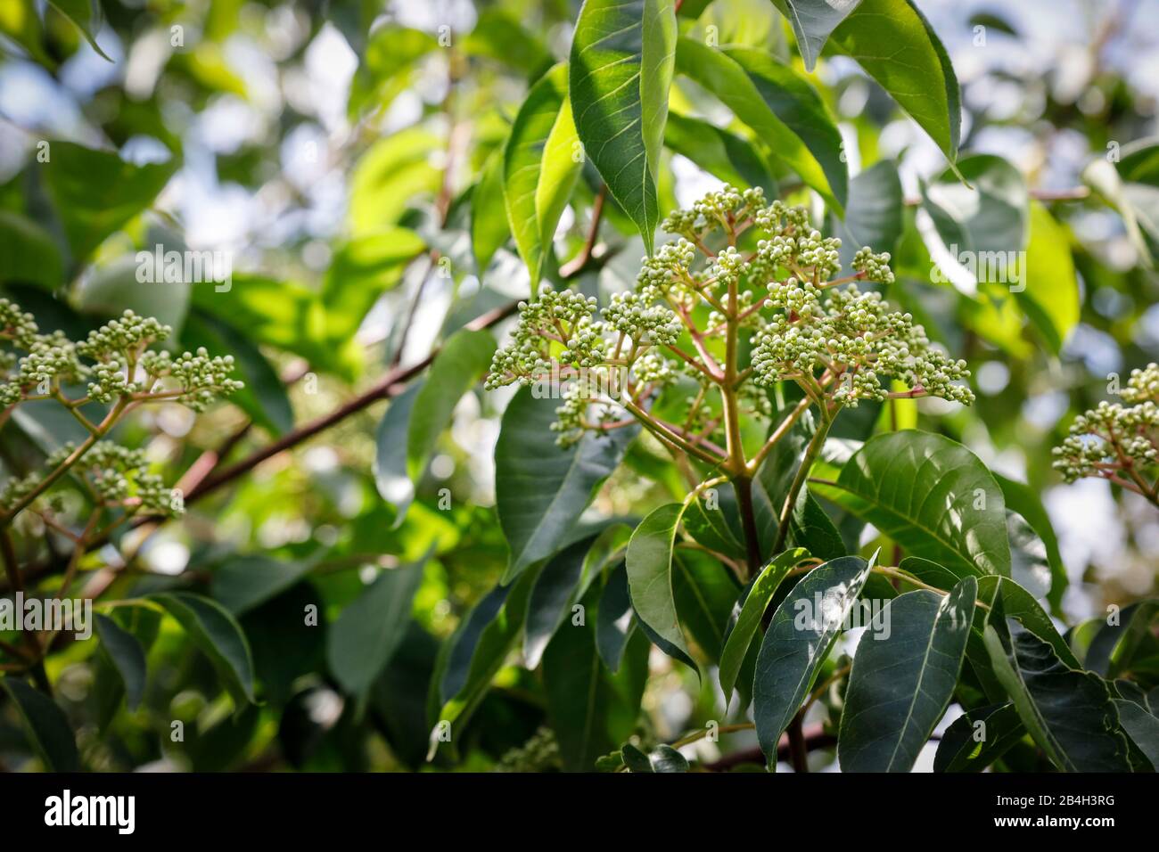 Bee tree hi-res stock photography and images - Alamy