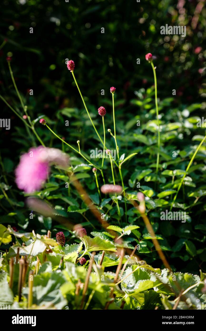 Perennial meadow garden hi-res stock photography and images - Alamy