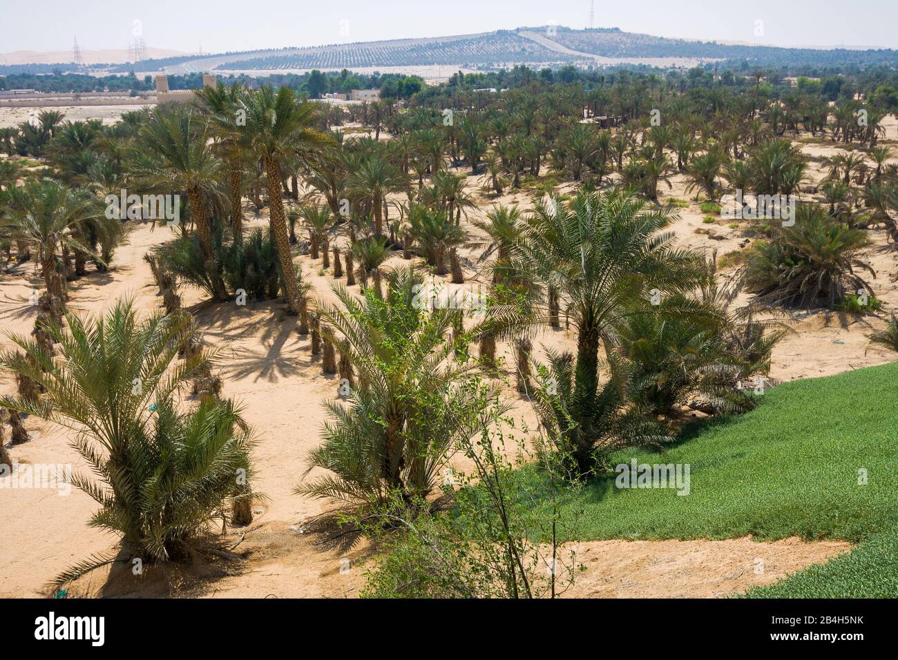 Liwa Oasis palms its a large oasis area in the Western Region of the ...