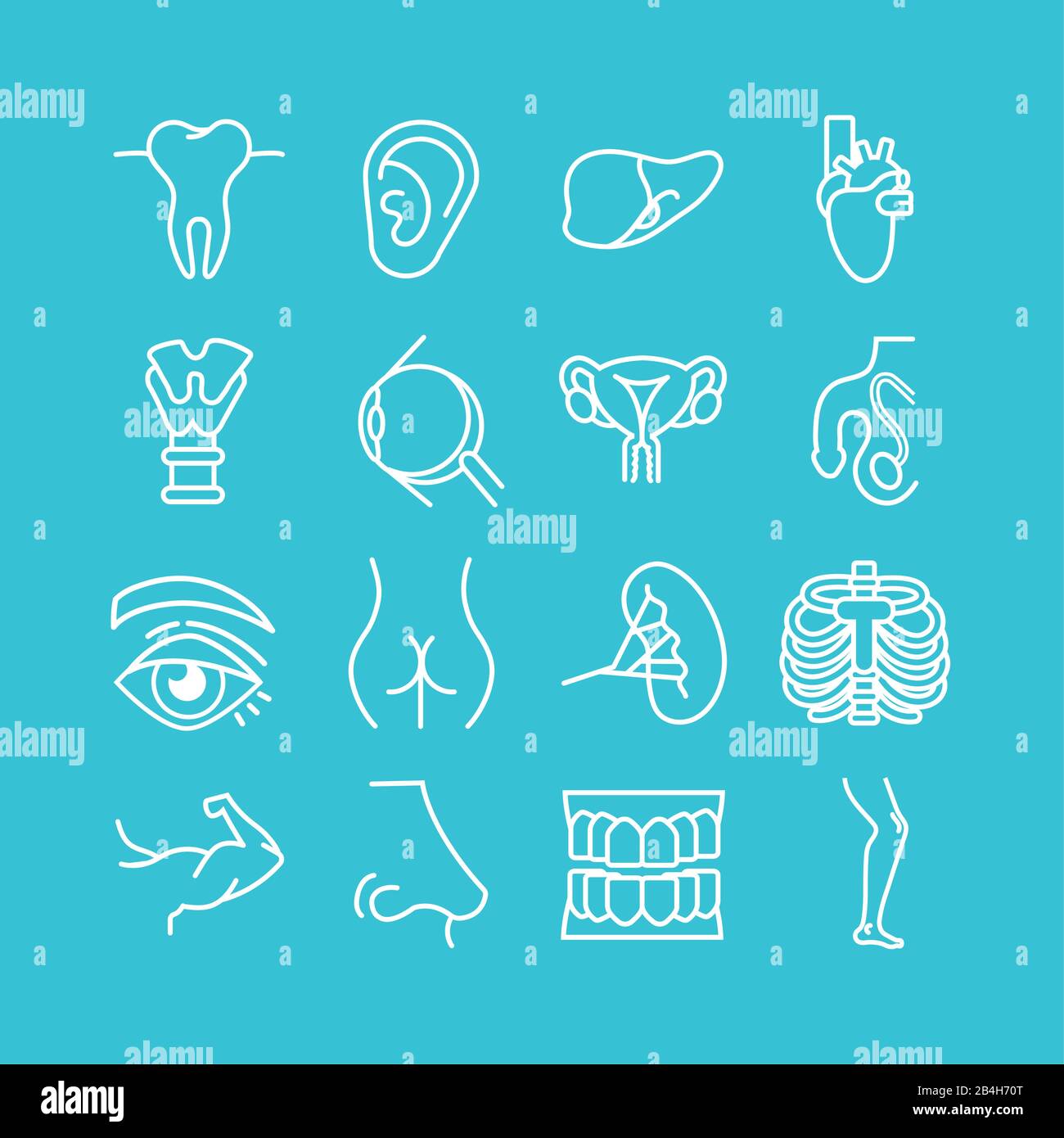 bundle of body parts and organs icons Stock Vector Image & Art - Alamy