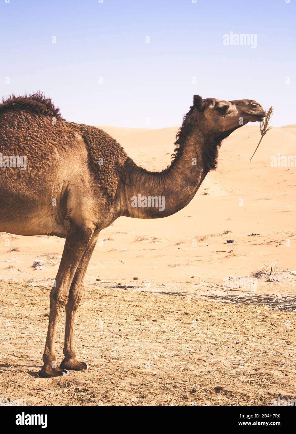 photo of single camel in western region Desert in Abu Dhabi, United ...