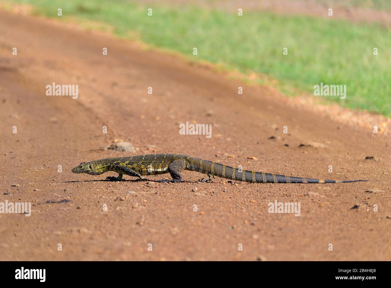 Monitor Lizard, Varanus niloticus, Masai Mara National Reserve, Kenya ...