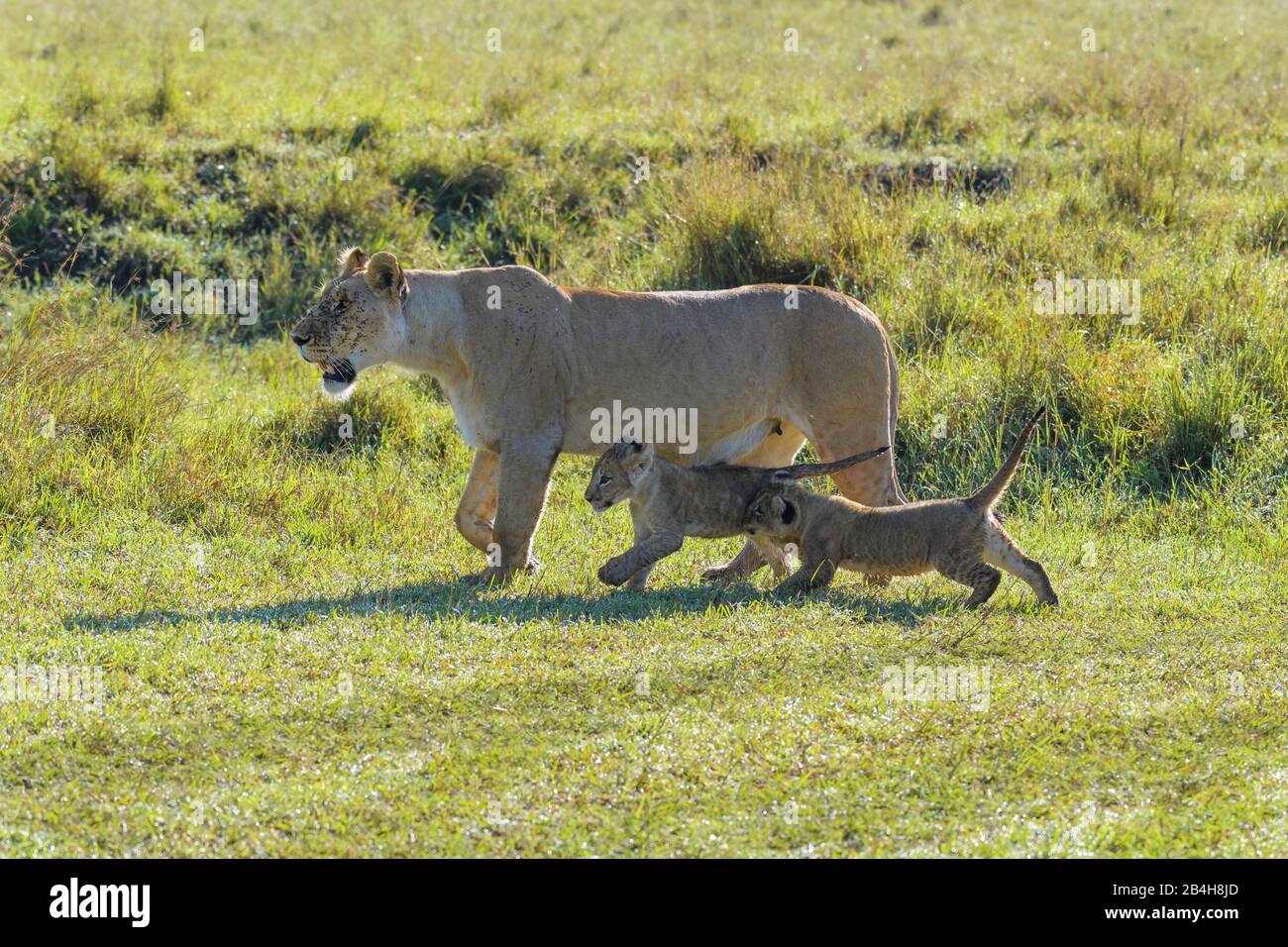 Female lion cubs hi-res stock photography and images - Alamy