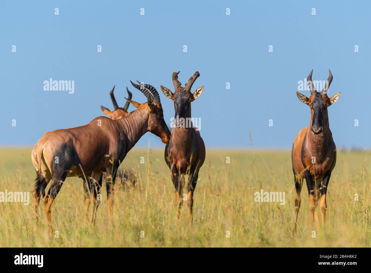Topi Antelope, Damaliscus lunatus, group, Masai Mara National Reserve ...