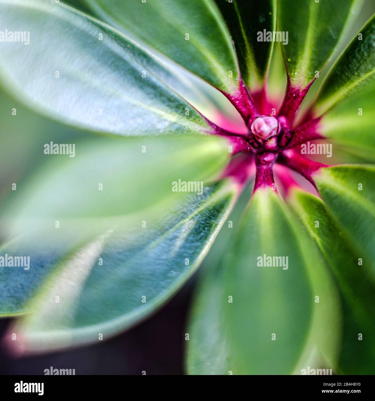 Xanthostemon hi-res stock photography and images - Alamy