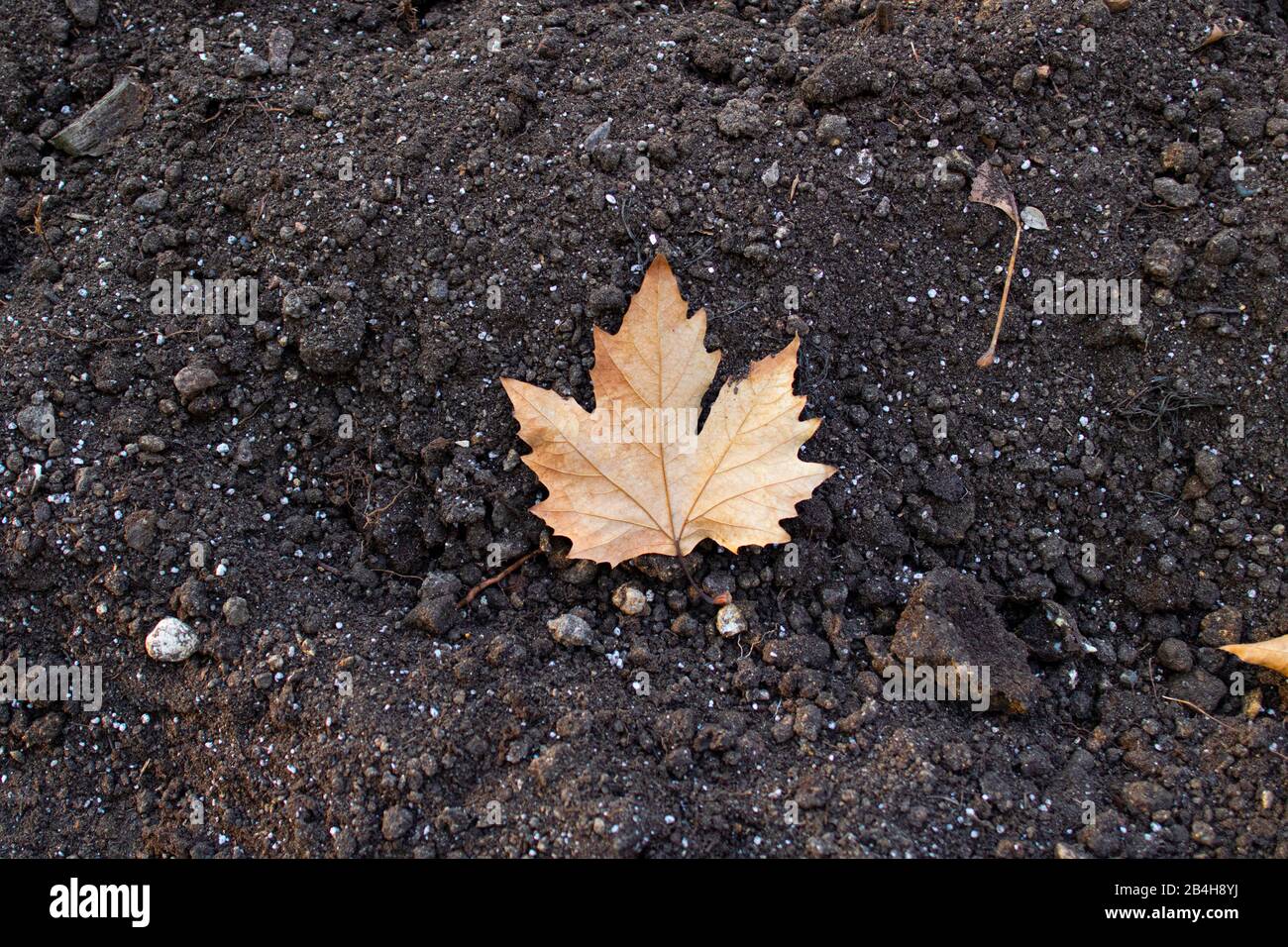 Dried sycamore leaves on the soil. In the top left corner of the photo ...