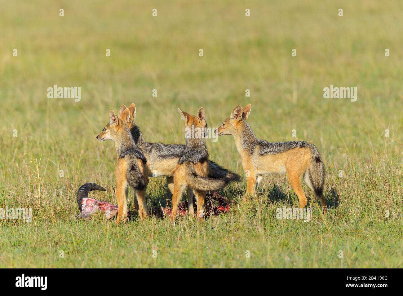Black-backed jackal, Canis mesomelas, group on kill, Masai Mara National Reserve, Kenya, Africa ...