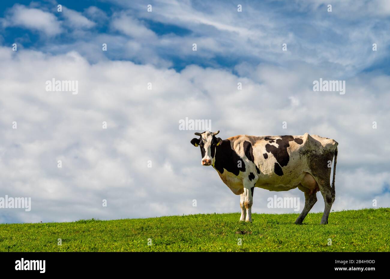 Single cow hi-res stock photography and images - Alamy