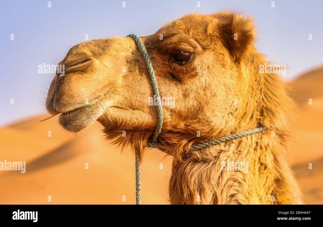 Portrait photo of single camel in western region Desert in Abu Dhabi ...