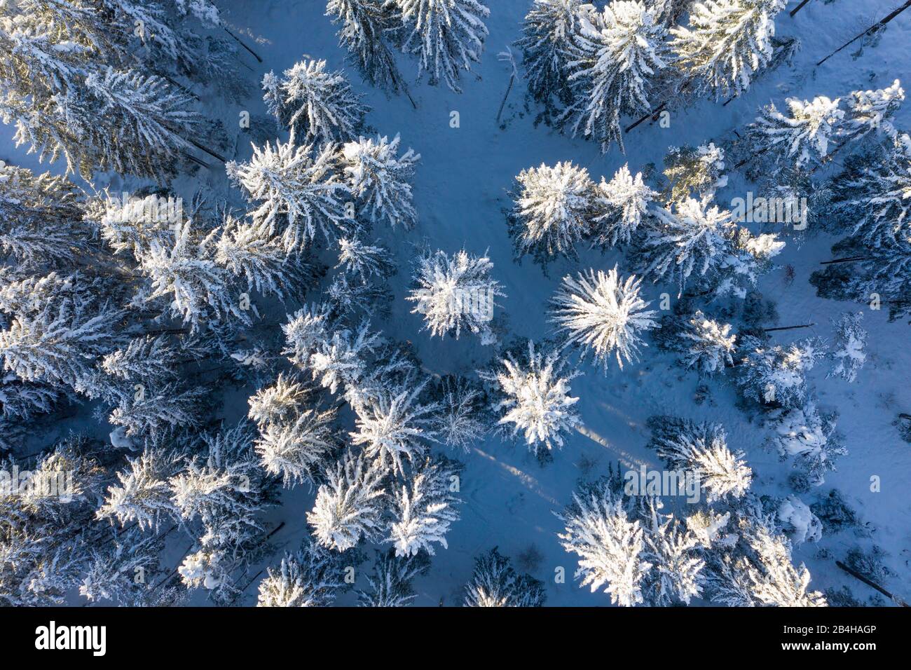Snow covered spruce forest hi-res stock photography and images - Alamy