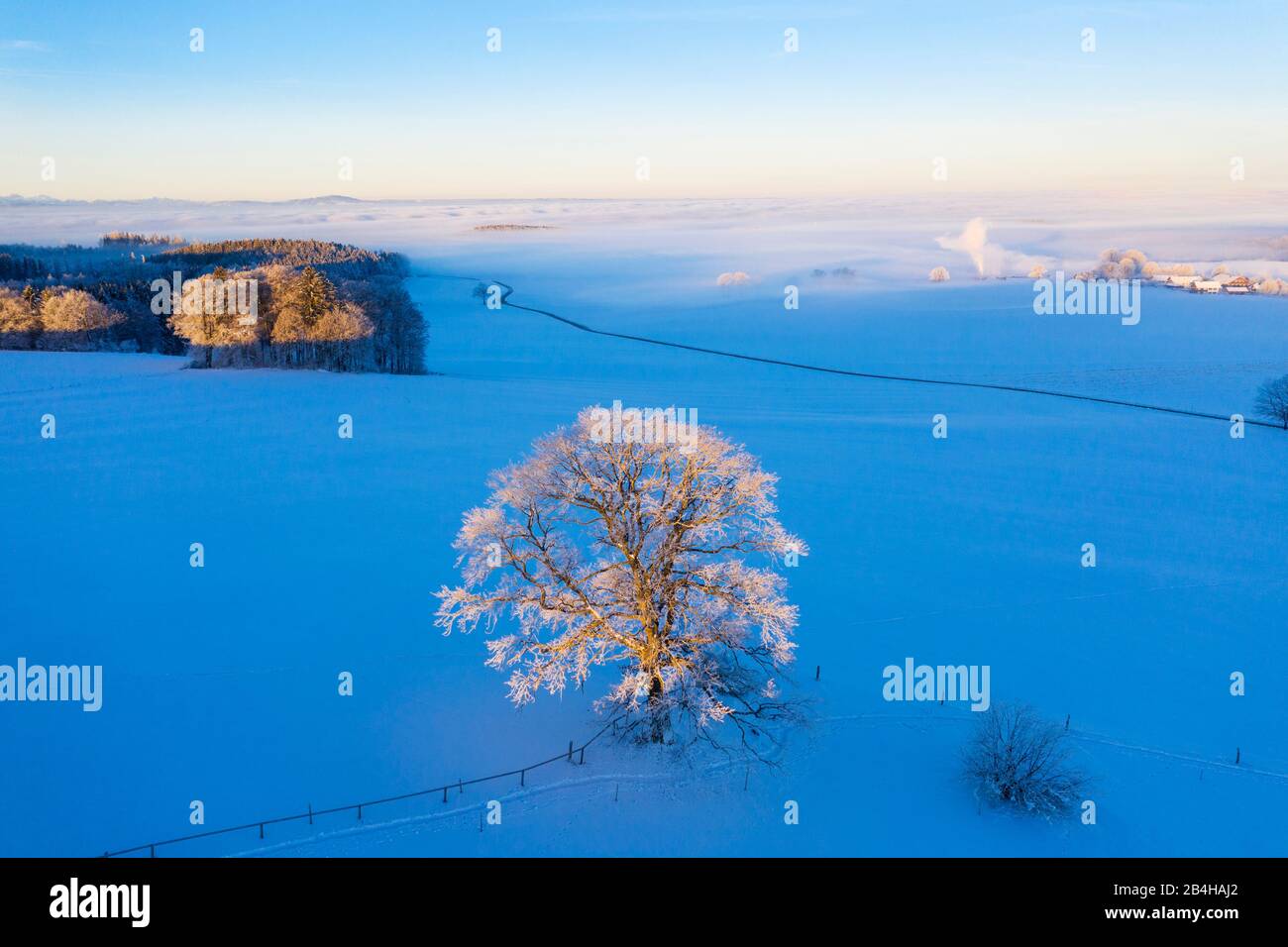 Tree of munsing hi-res stock photography and images - Alamy