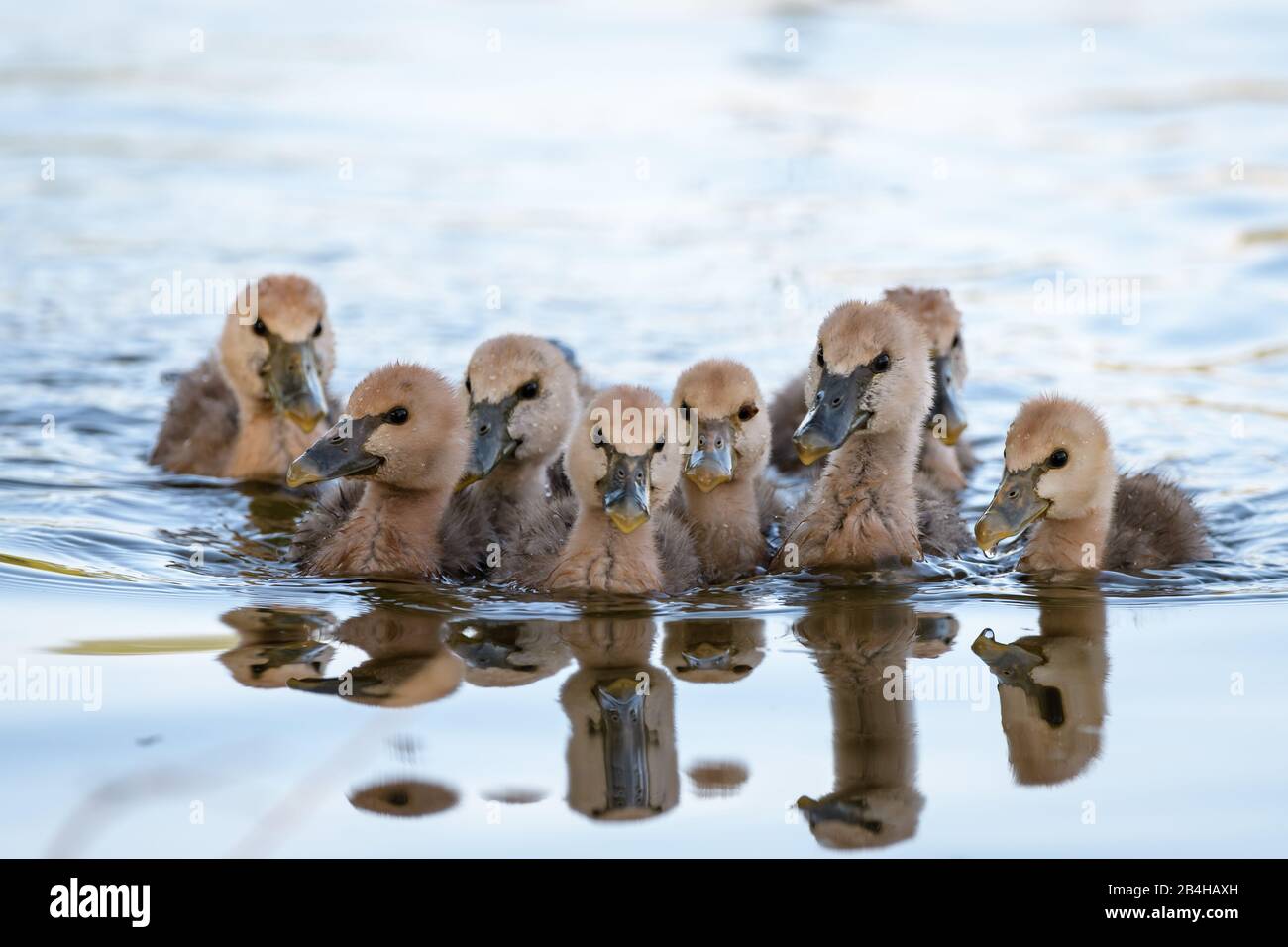 Magpie geese goslings hi-res stock photography and images - Alamy