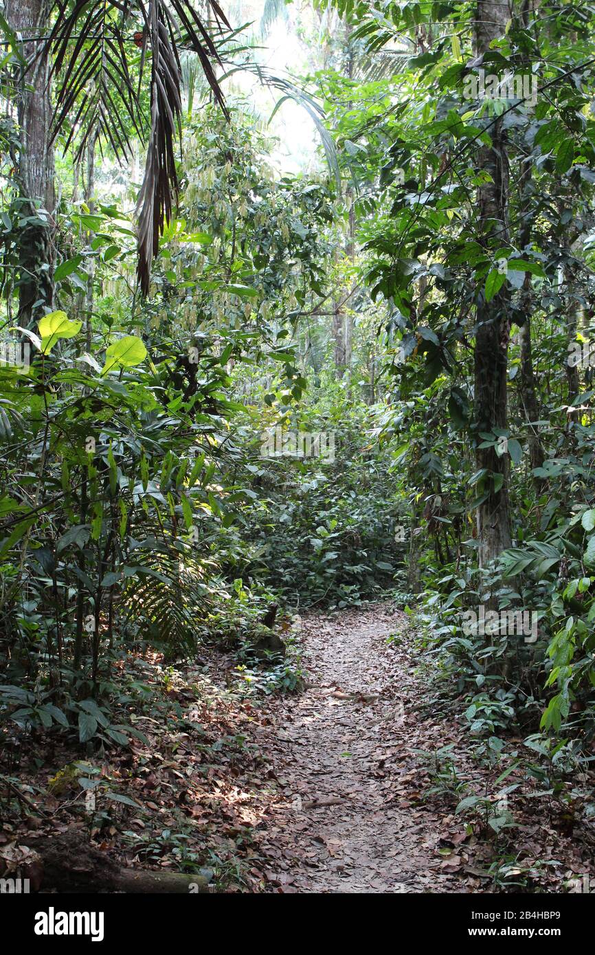 Amazon Forest Floor High Resolution Stock Photography and Images - Alamy