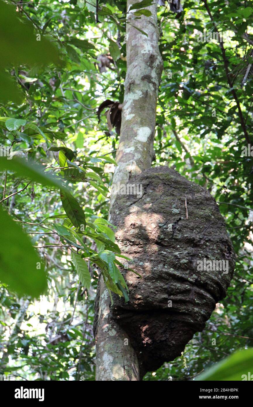 A large termite mound adhered to the side of a tree trunk in the Amazon ...