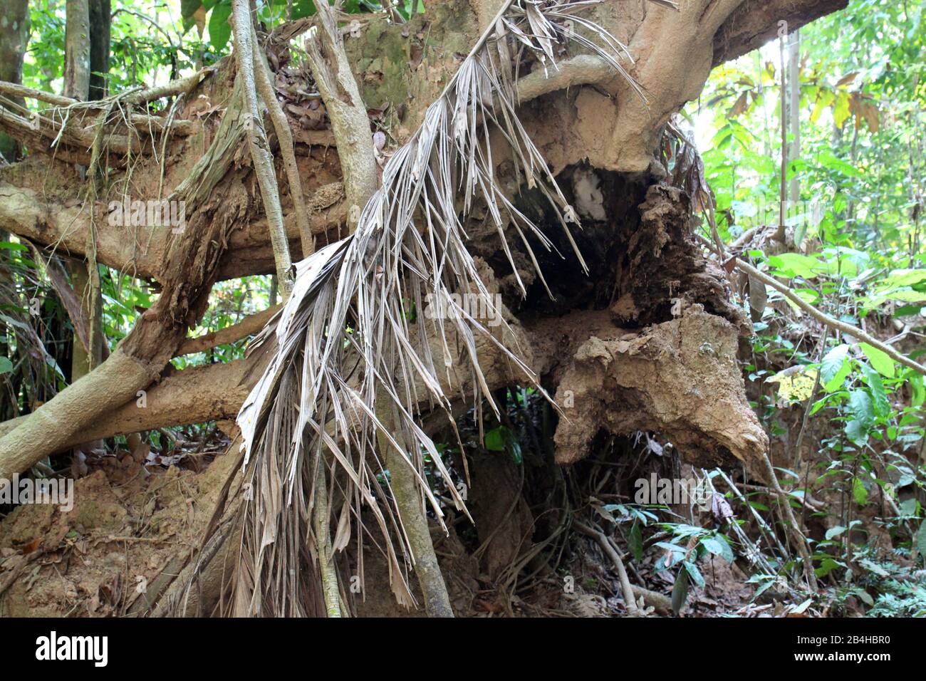 A rotting out tree trunk and branches in the jungle of the Amazon ...