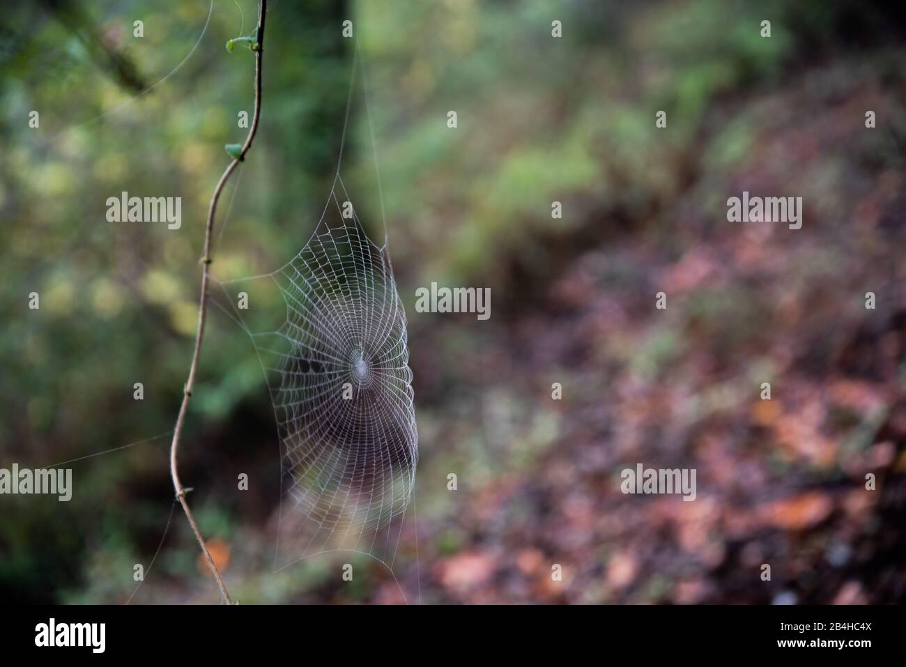Floor spider web hi-res stock photography and images - Alamy